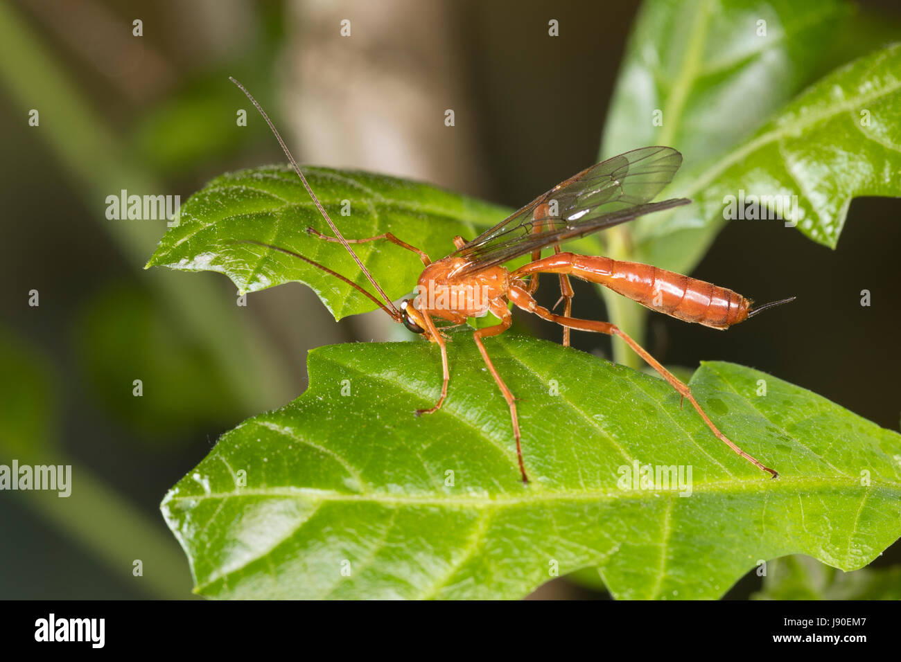 Schlupfwespe, Weibchen, Netelia spec., Ichneumon wasp, female Stock ...
