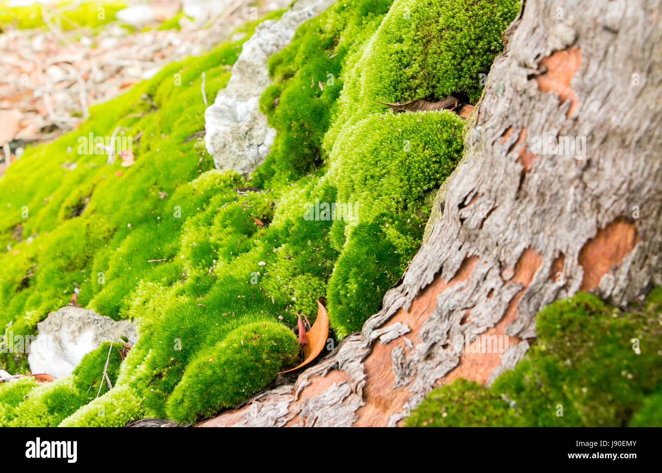 green mos with root tree,shift focus mos with brown root Stock Photo ...