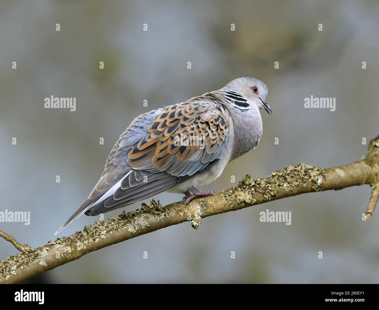 Turtle dove perched hi-res stock photography and images - Alamy