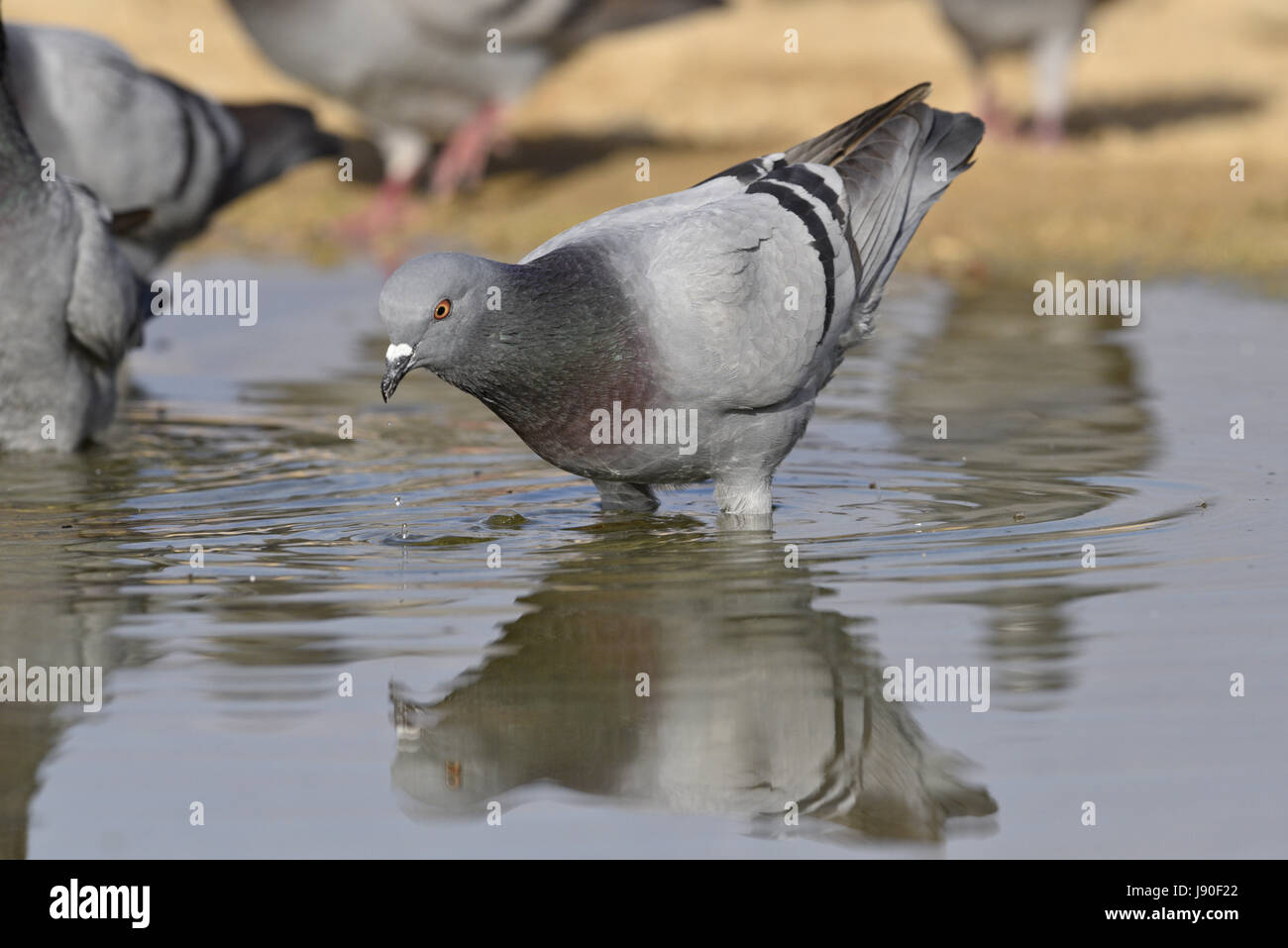 Rock Dove - Columba livia Stock Photo - Alamy
