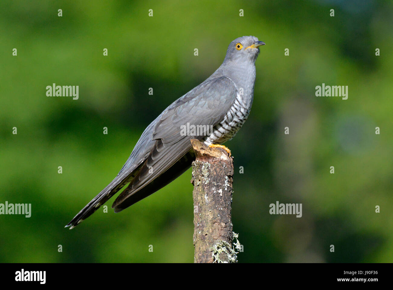 Cuckoo - Cuculus canorus Stock Photo - Alamy