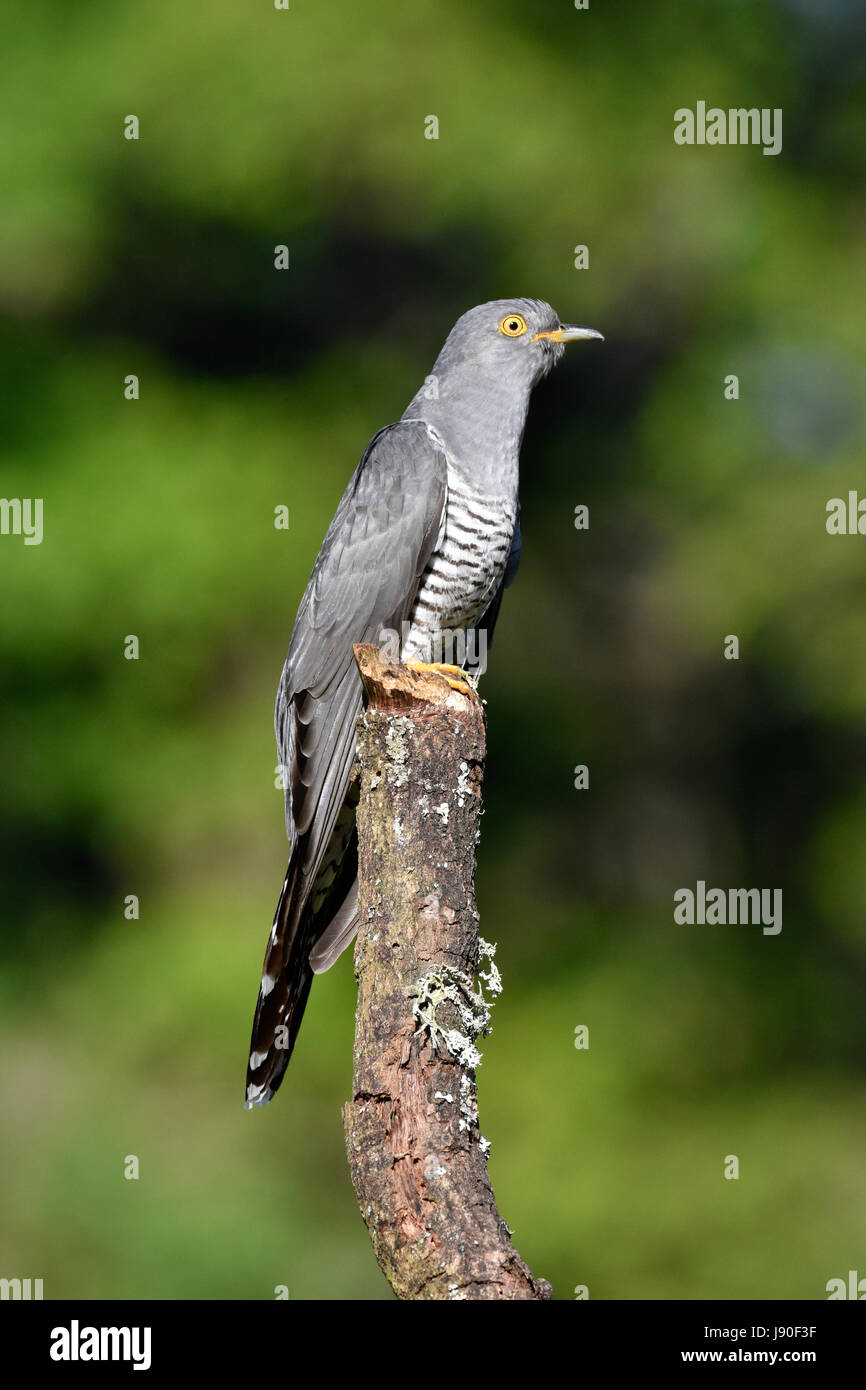 Cuckoo bird nest hi-res stock photography and images - Alamy