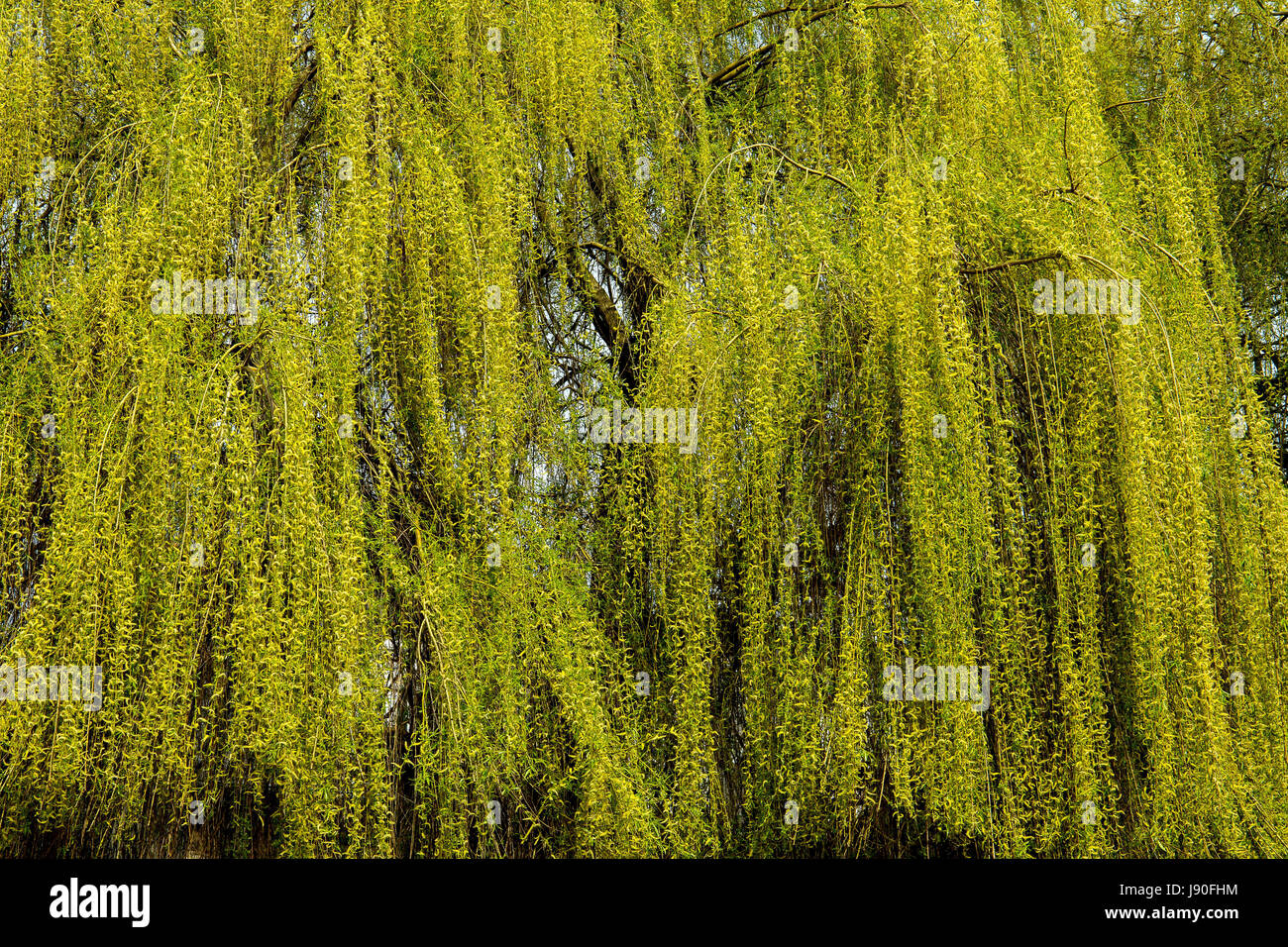 Green weeping willow tree in Dinan old town, France Stock Photo - Alamy