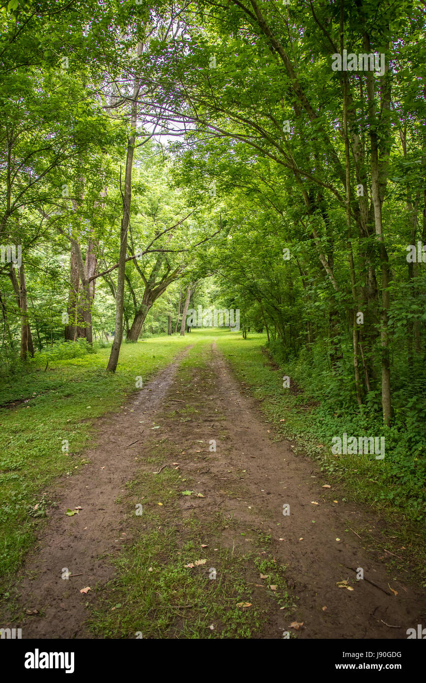 Pathway through forest hi-res stock photography and images - Alamy