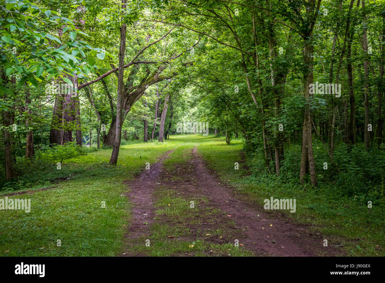 pathway through forest Stock Photo - Alamy