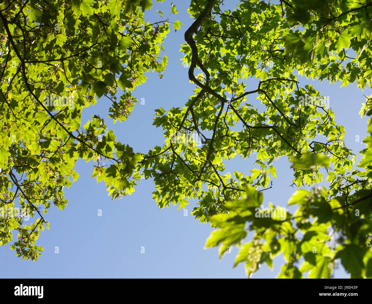 Looking up at tree canopy Stock Photo - Alamy