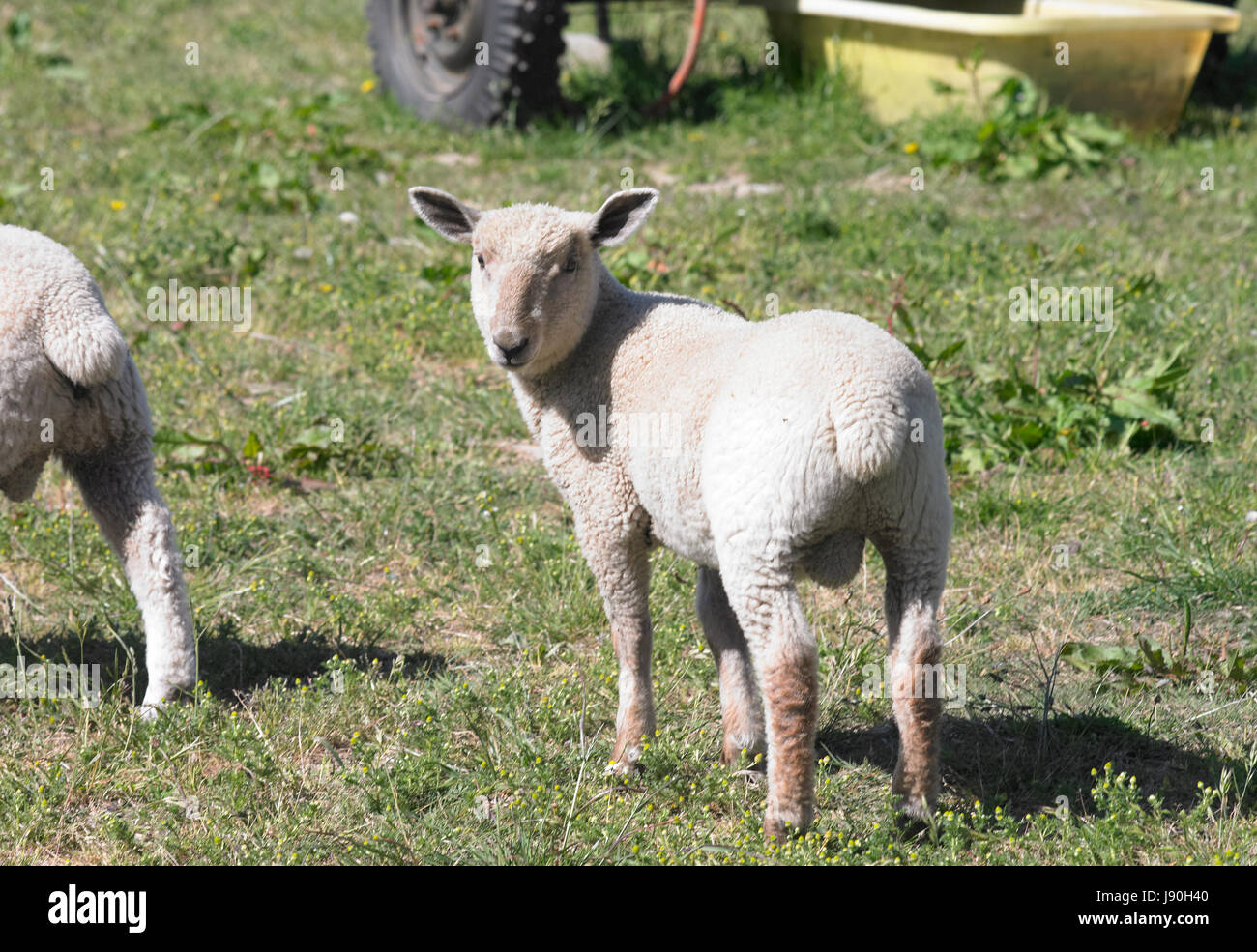 One white sheep Stock Photo - Alamy