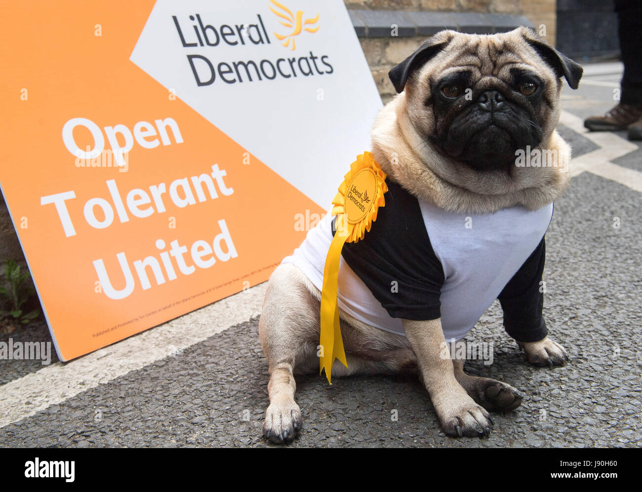 Photographers take pictures of a pug dog called nelson hi-res stock ...