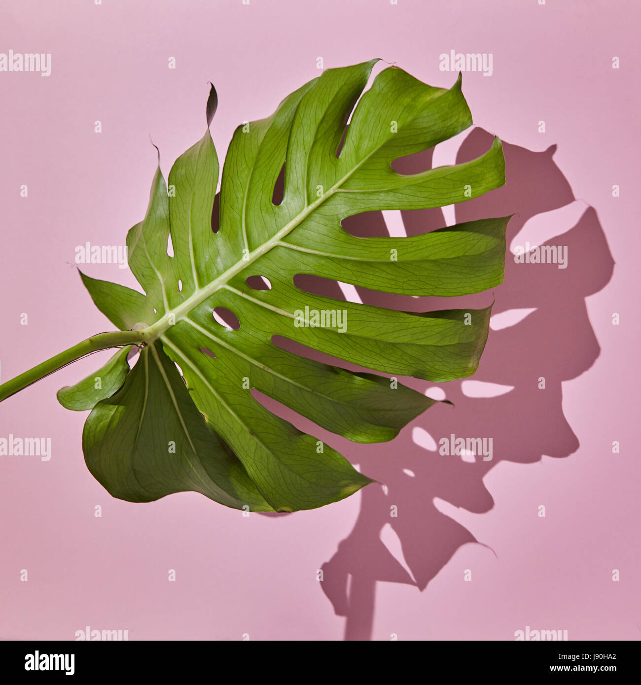 Palm leaves isolated Stock Photo - Alamy