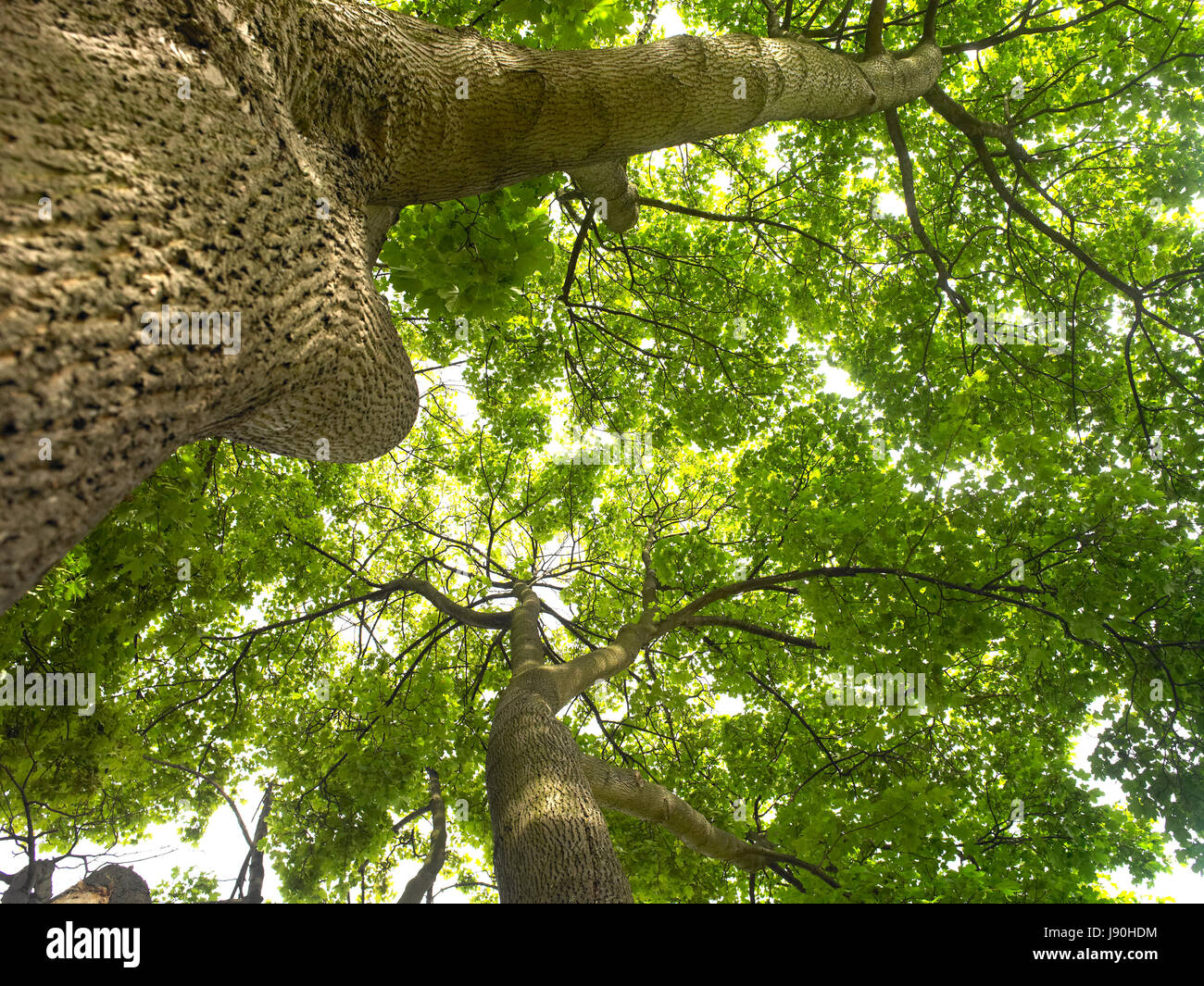 Looking up through trees to the sky Stock Photo - Alamy