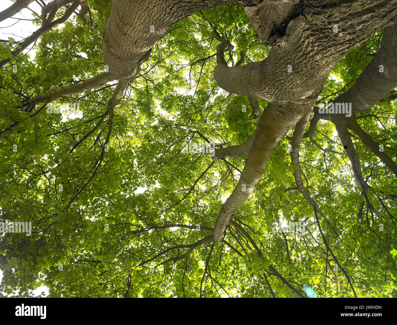 Looking through trees at the sky Stock Photo - Alamy