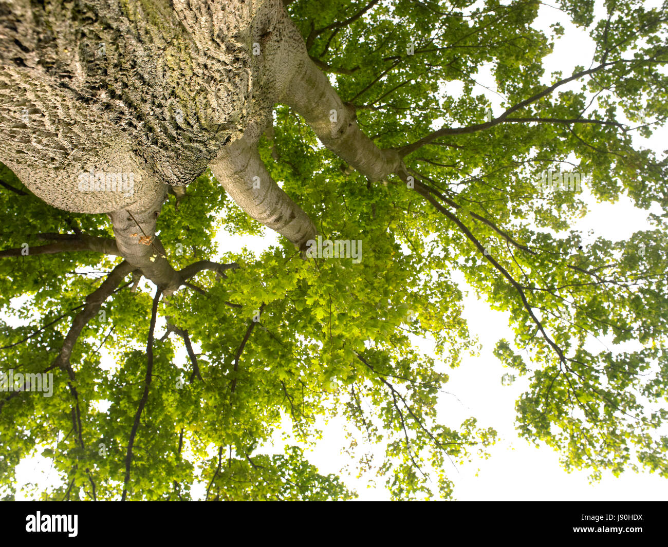 Looking up through trees to the sky Stock Photo - Alamy