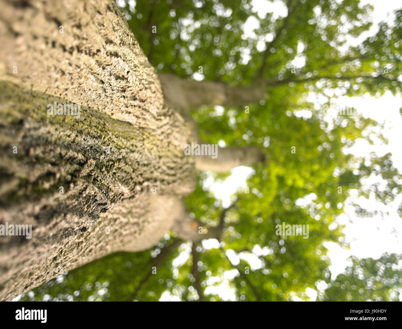 Looking up through trees to the sky Stock Photo - Alamy