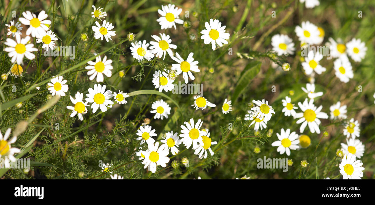 Daisies in the grass Stock Photo - Alamy