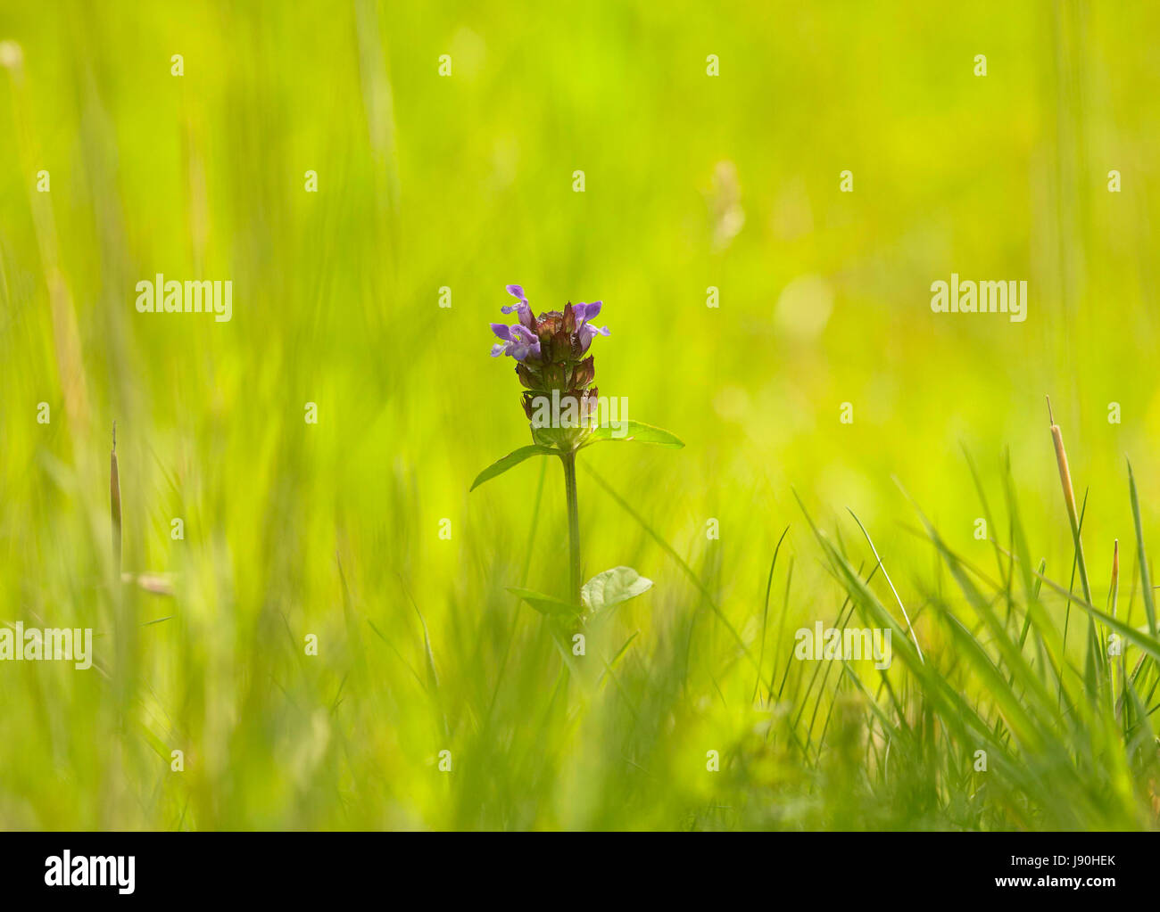 Meadowland beauty hi-res stock photography and images - Alamy