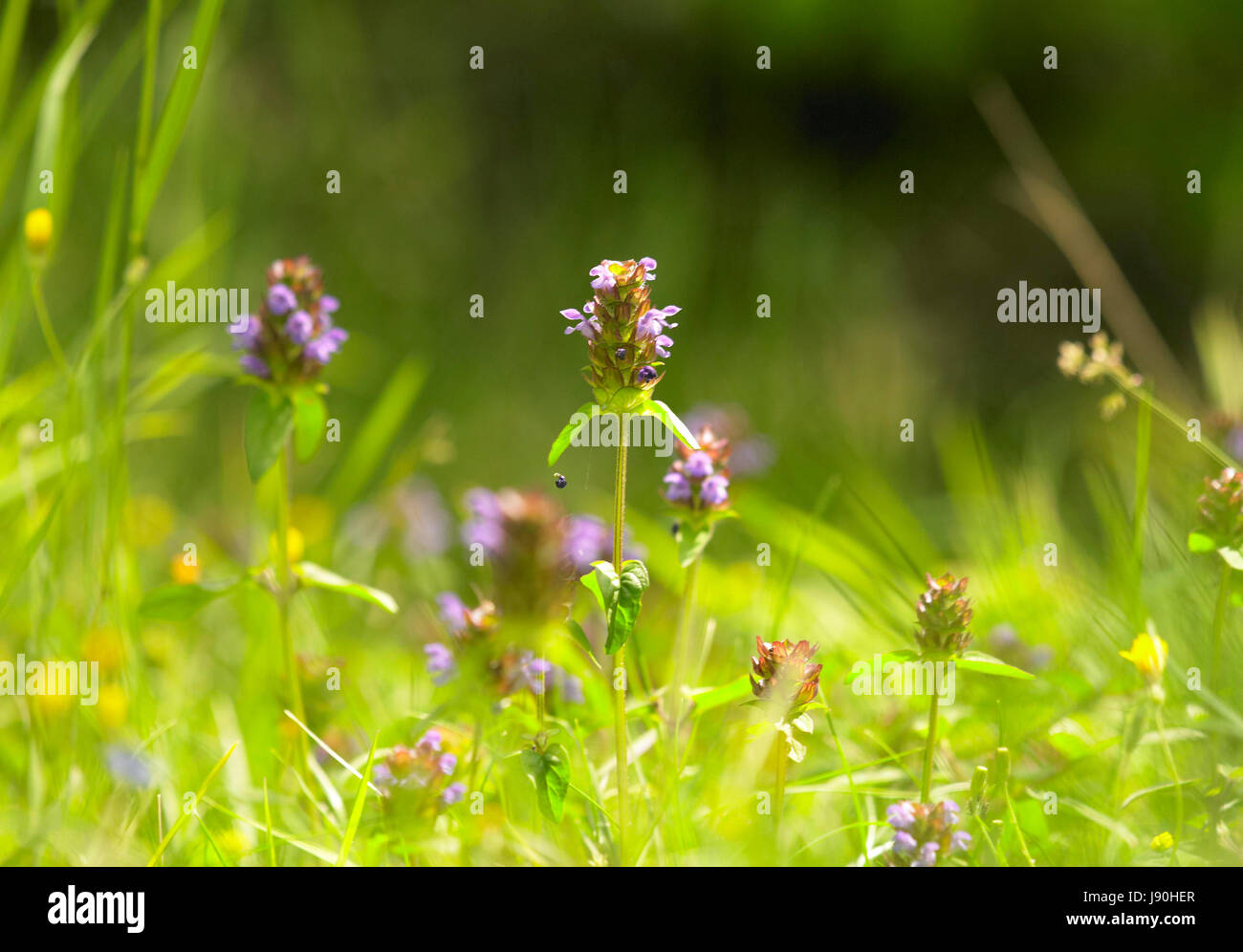 Meadowland beauty hi-res stock photography and images - Alamy