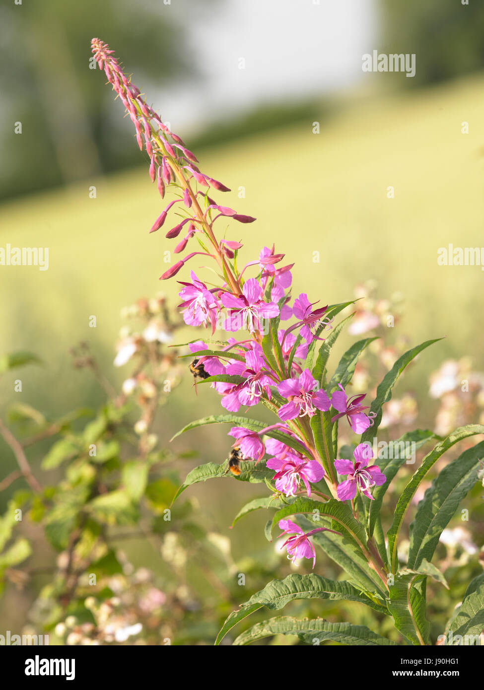 Meadowland beauty hi-res stock photography and images - Alamy
