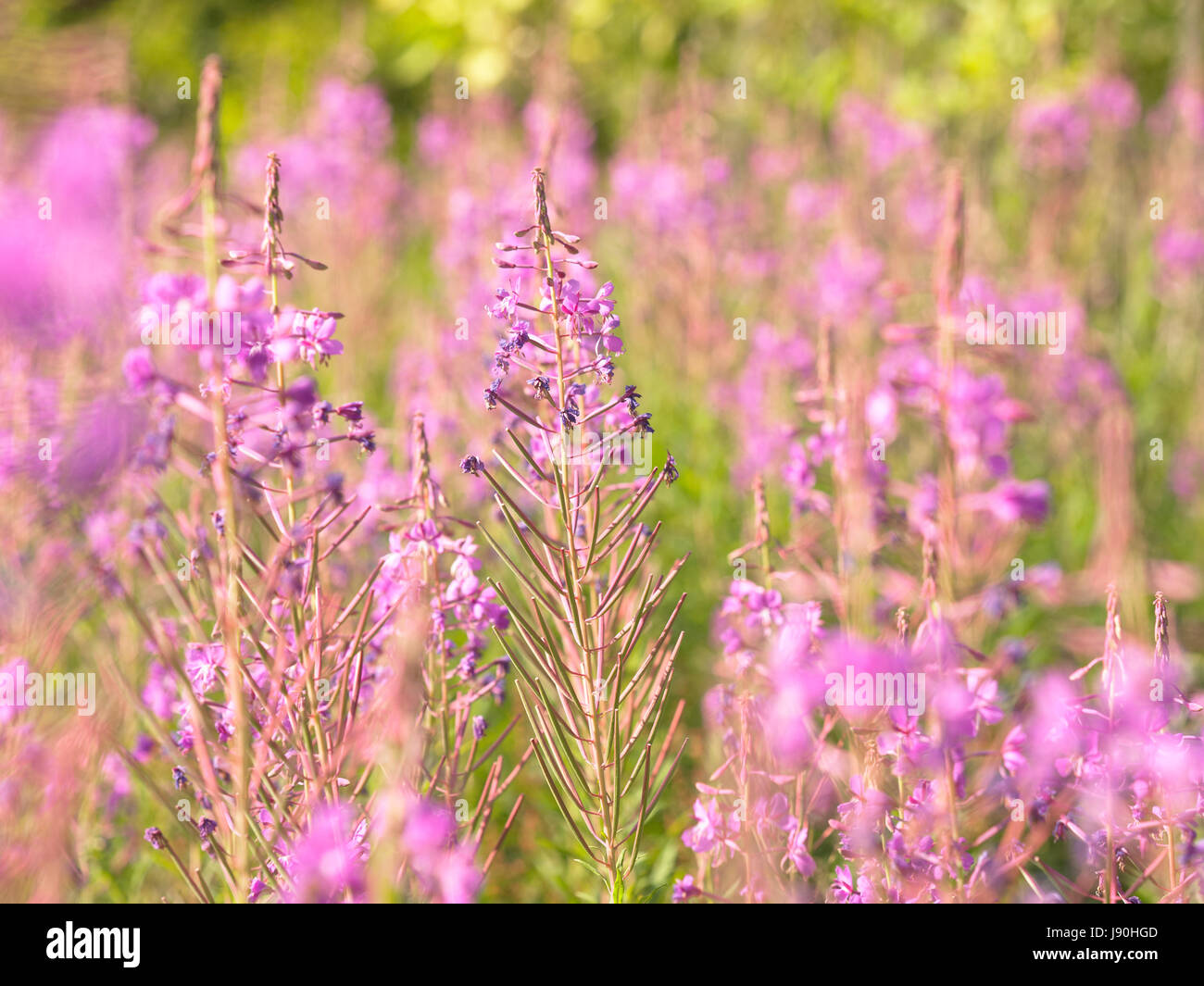 Meadowland beauty hi-res stock photography and images - Alamy