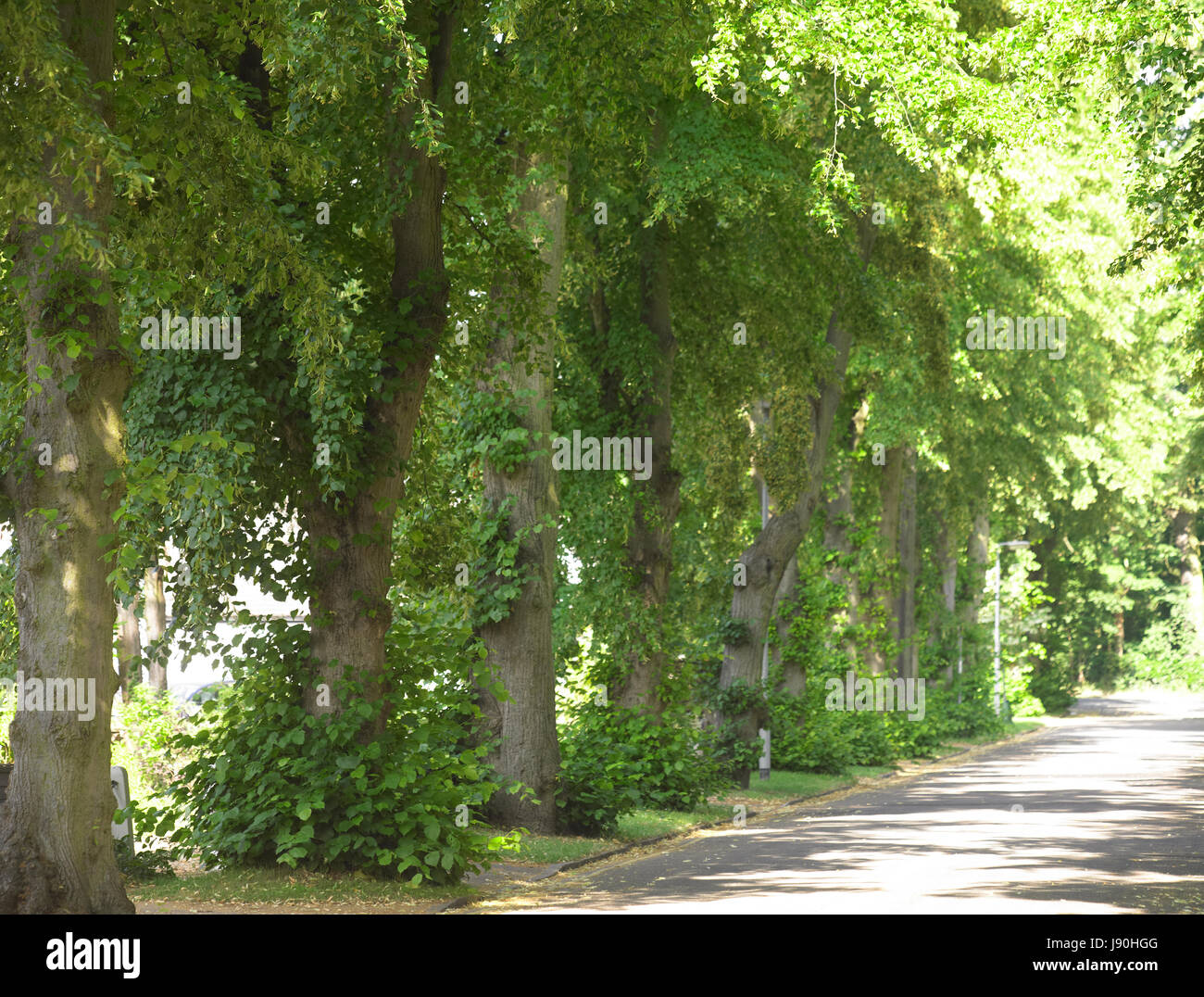 Woodlands avenue hi-res stock photography and images - Alamy