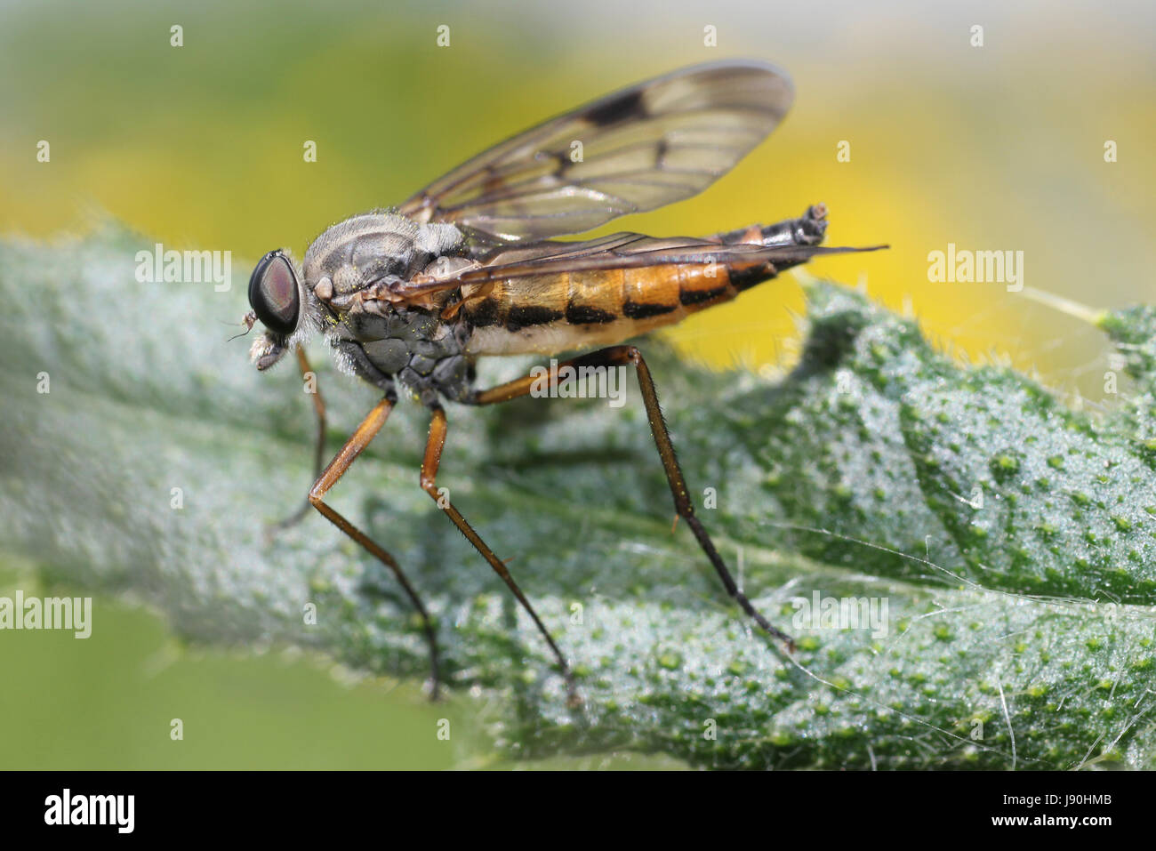 Snipe Fly Rhagio scolopacea Stock Photo - Alamy
