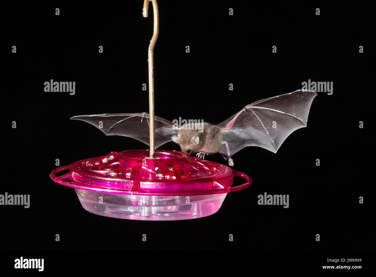 bat species flying at night and drinking from hummingbird feeder ...