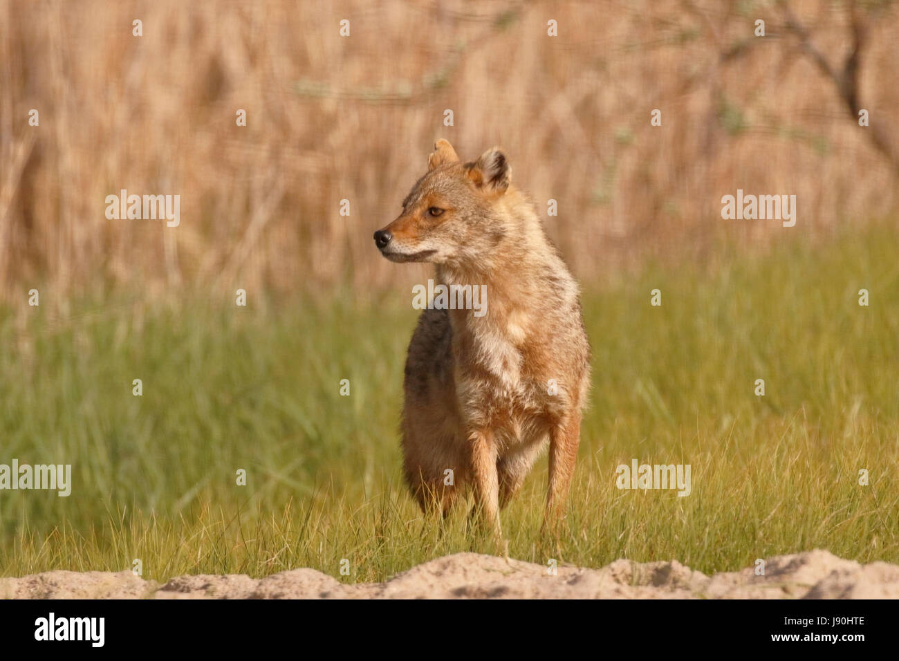 golden jackal (Canis aureus) adult standing on short vegetation, Danube delta, Romania Stock ...