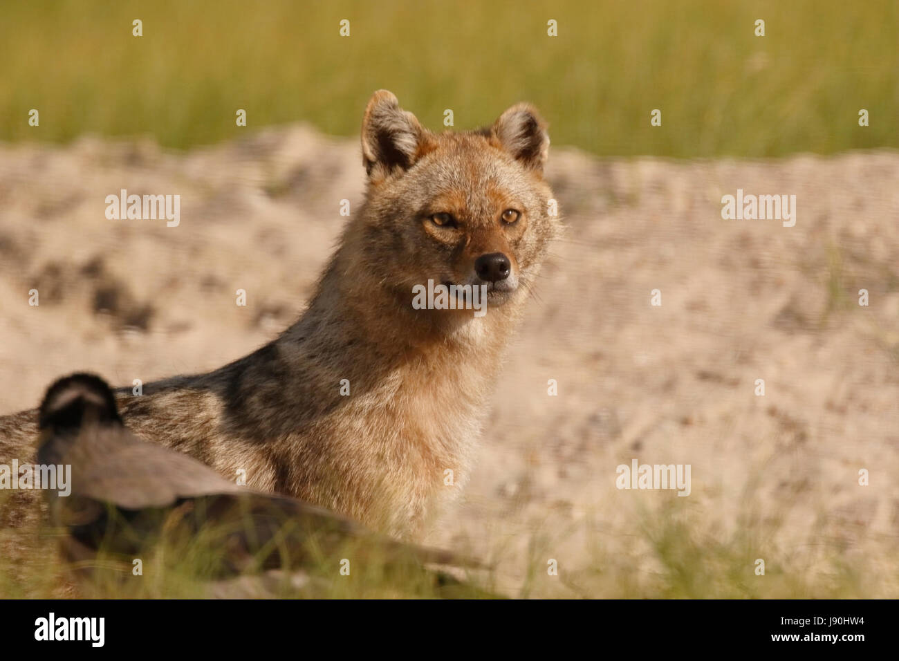 golden jackal (Canis aureus), close up of single adult, Danube delta, Romania Stock Photo - Alamy