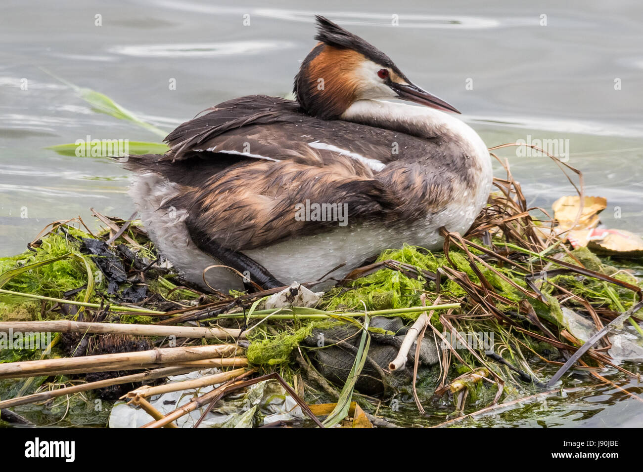 Crested british birds hi-res stock photography and images - Alamy
