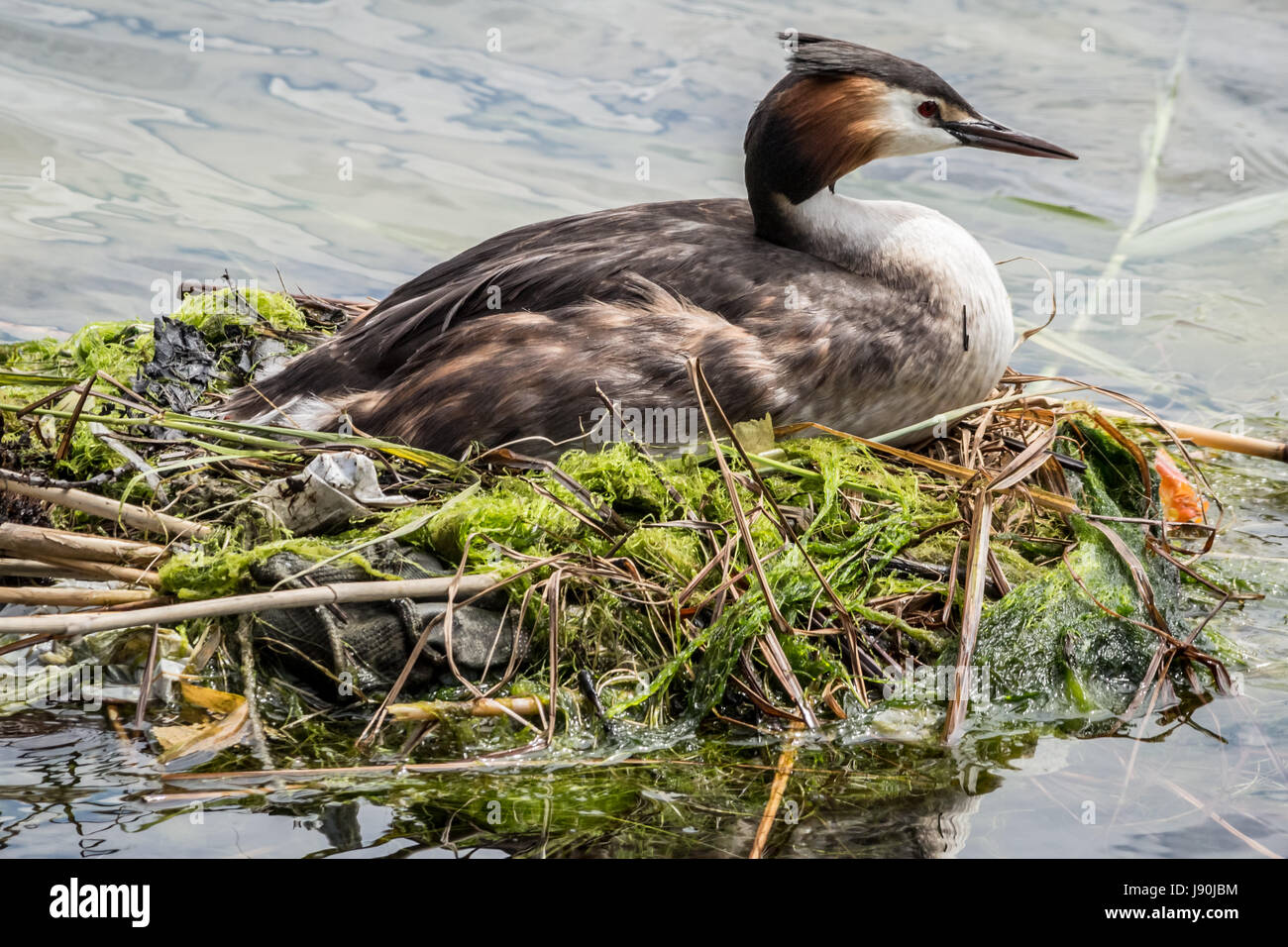 Crested british birds hi-res stock photography and images - Alamy
