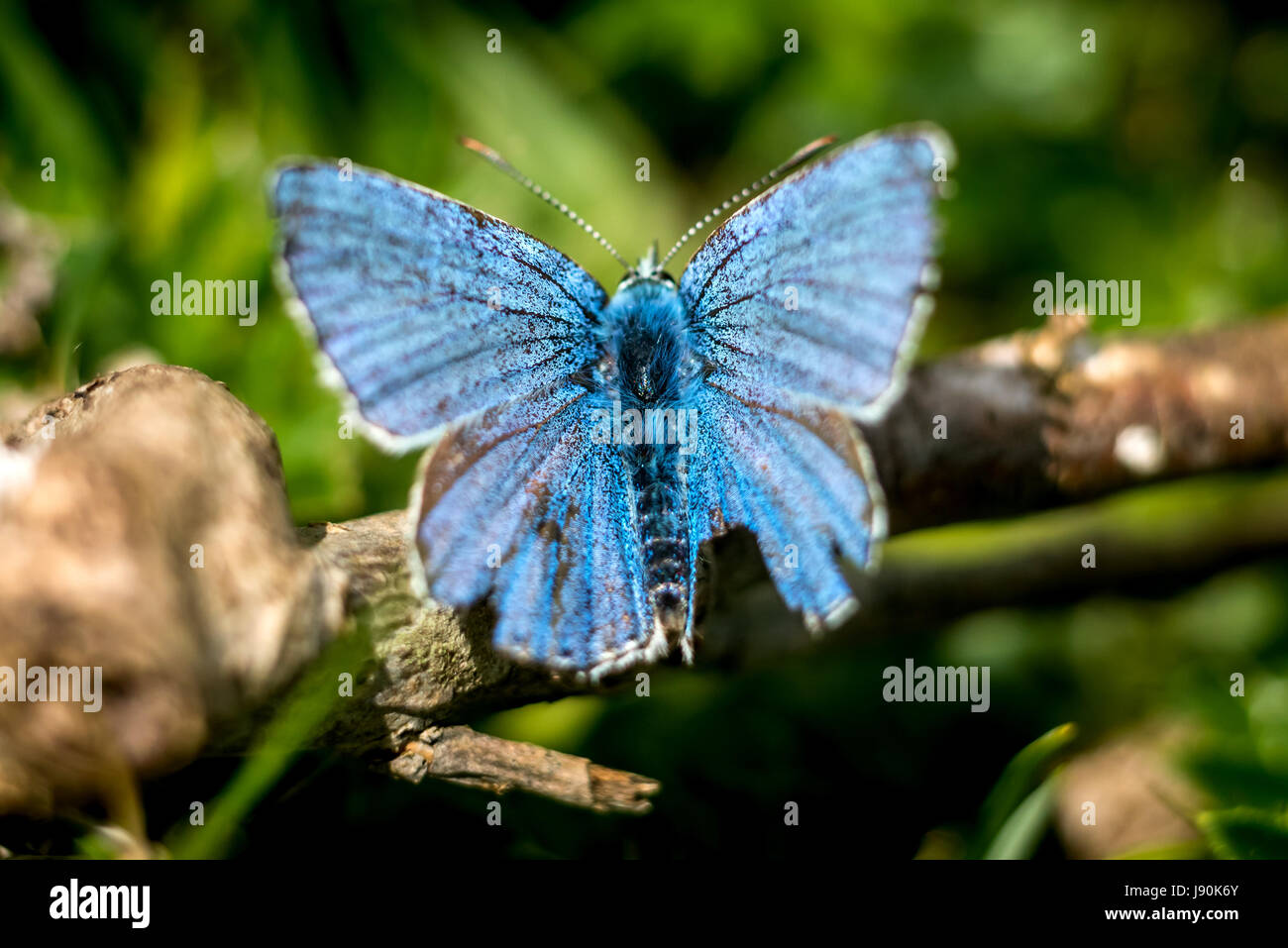 UK. 30th May, 2017. A tiny Adonis Blue butterfly emerging into the sun ...