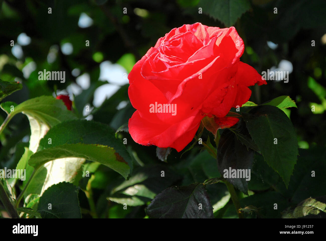 Watering rose bush uk hi-res stock photography and images - Alamy
