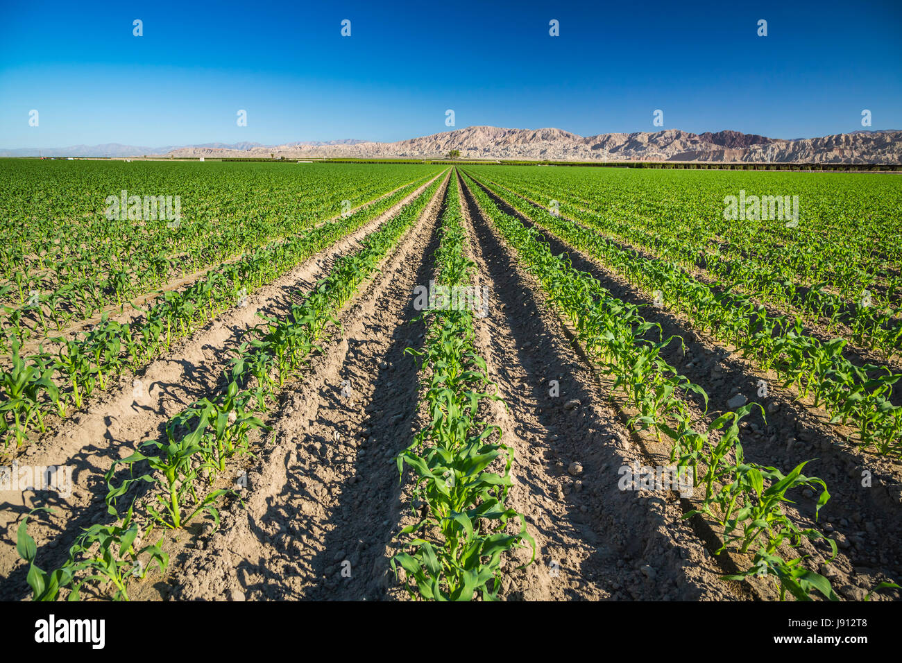 A row crop of young corn in a field in the Imperial Valley of ...