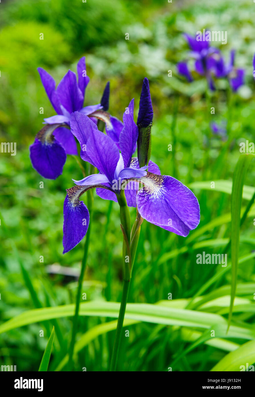 Wild iris flower in nature, Ireland Stock Photo - Alamy