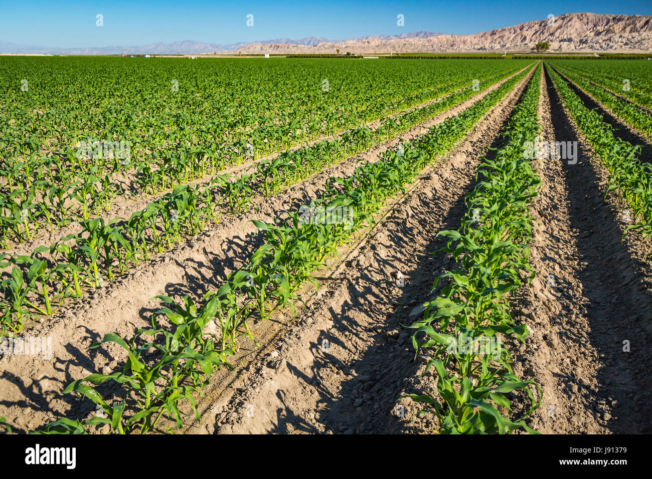 A row crop of young corn in a field in the Imperial Valley of ...