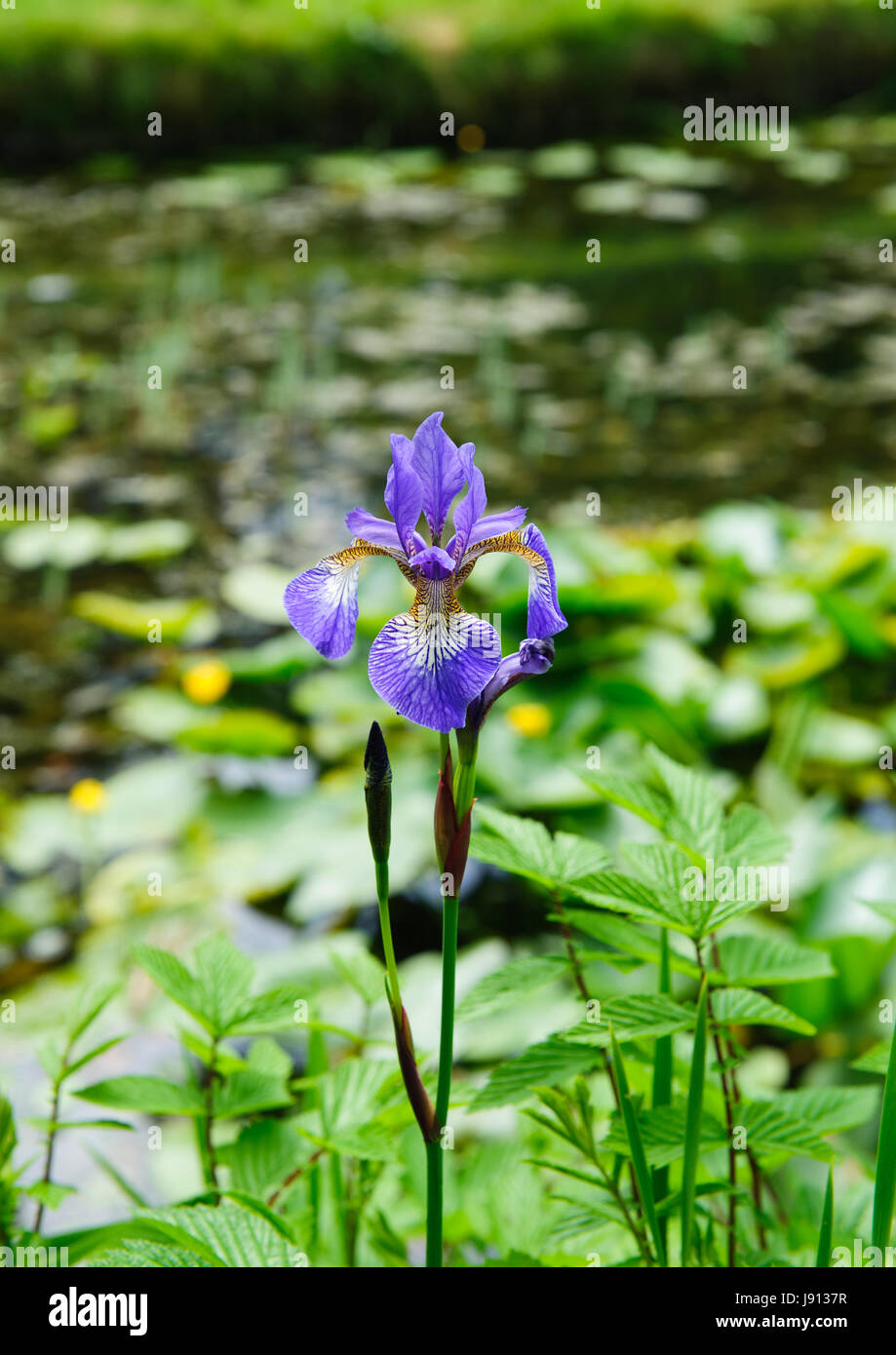 Beautiful wild spring flowers irises hi-res stock photography and ...