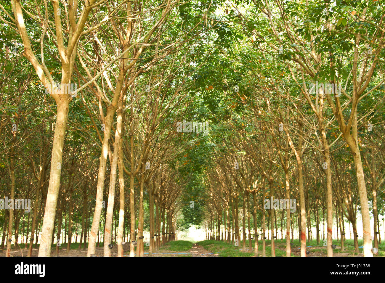 Rubber tree forest Stock Photo - Alamy