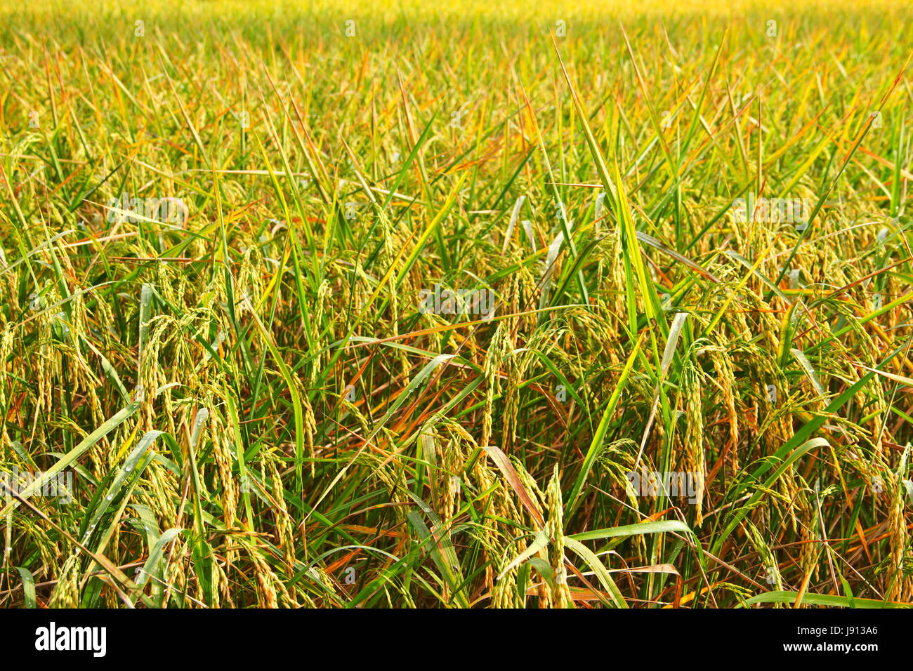 Golden rice field Stock Photo - Alamy