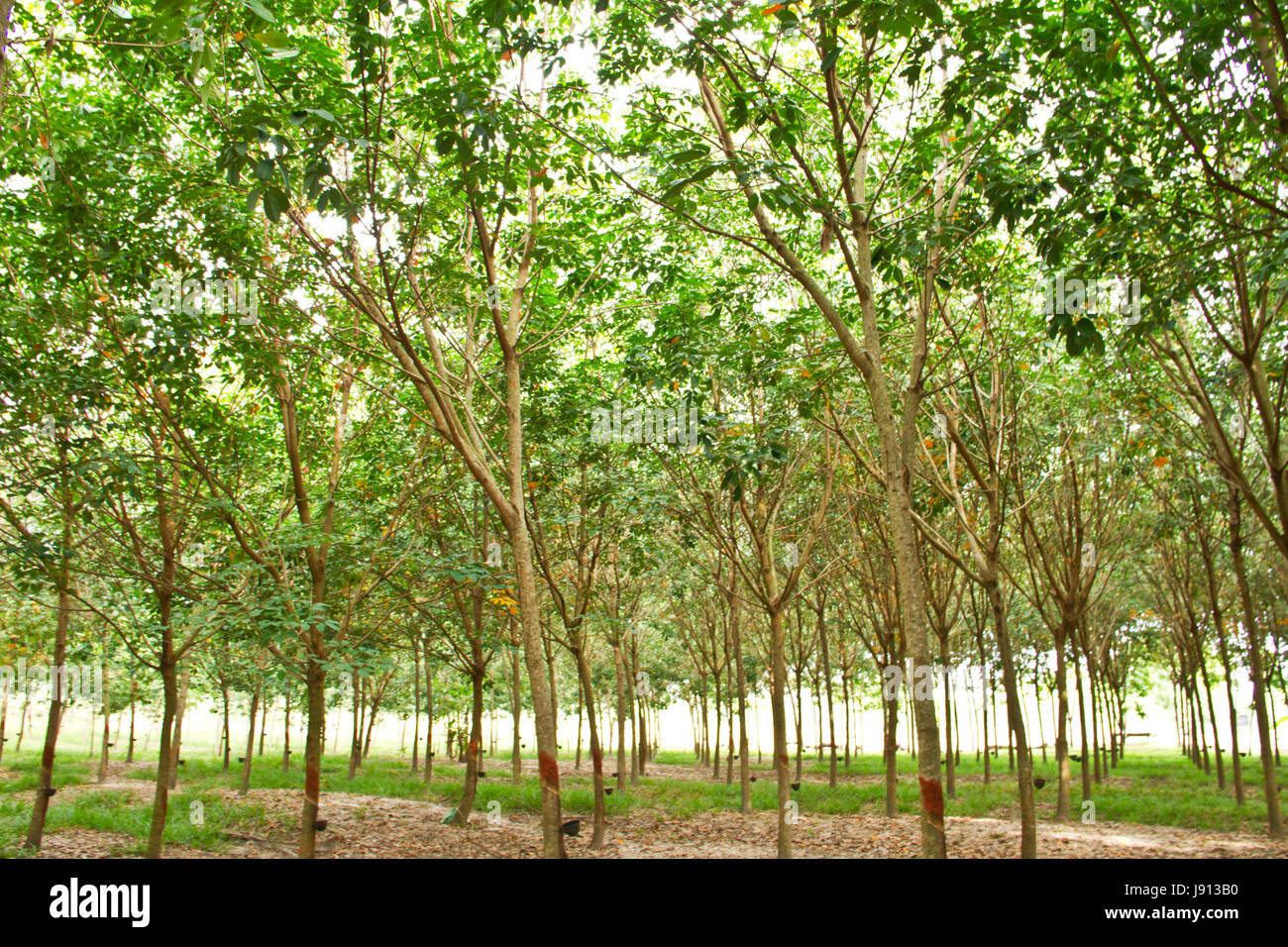 Rubber tree forest Stock Photo - Alamy
