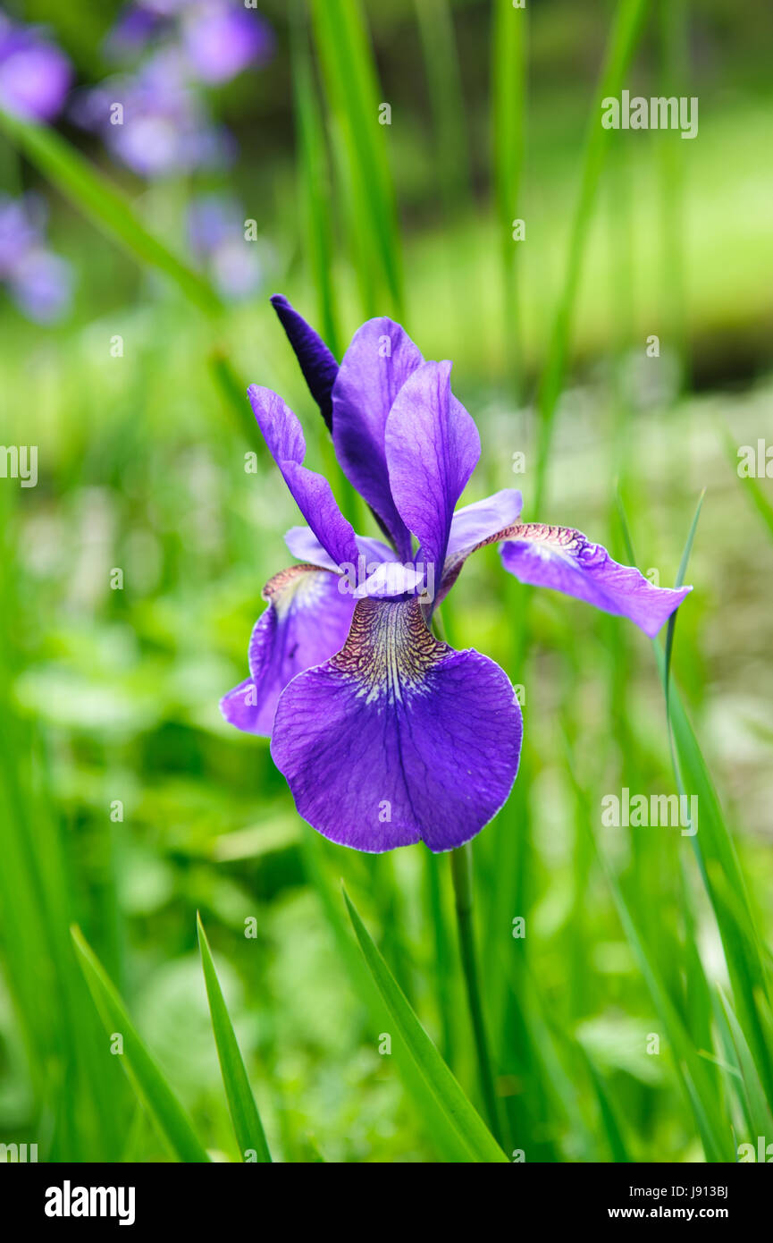 Whild iris hi-res stock photography and images - Alamy