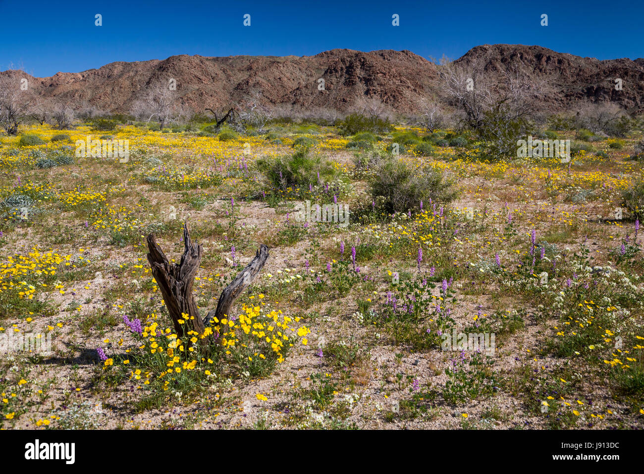 Spring desert wildflowers blooming in Joshua Tree National Park ...