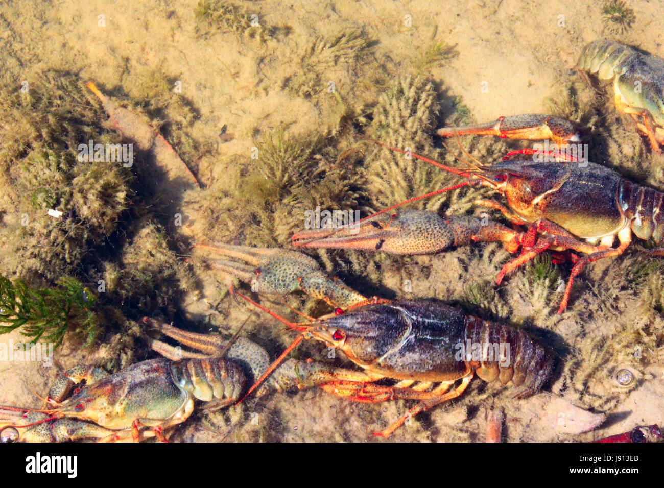 cancers lay on the sand of river transparent water Stock Photo - Alamy
