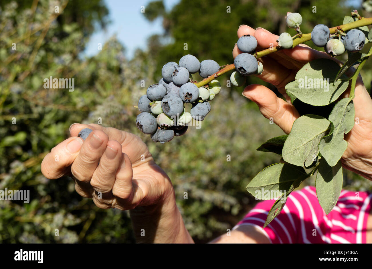 Woman Picking Fruit America Stock Photos & Woman Picking Fruit America ...