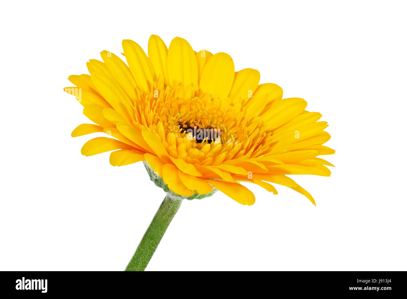 flower, plant, bloom, blossom, flourish, flourishing, spring, gerbera ...