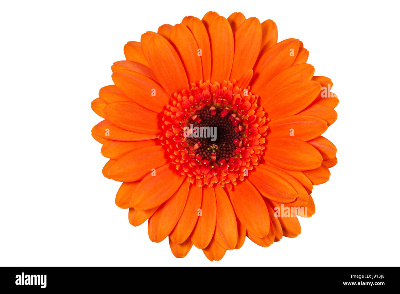 orange, garden, flower, plant, bloom, blossom, flourish, flourishing ...