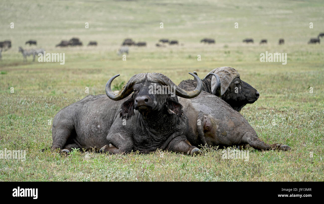 African buffalo ngorongoro crater hi-res stock photography and images ...