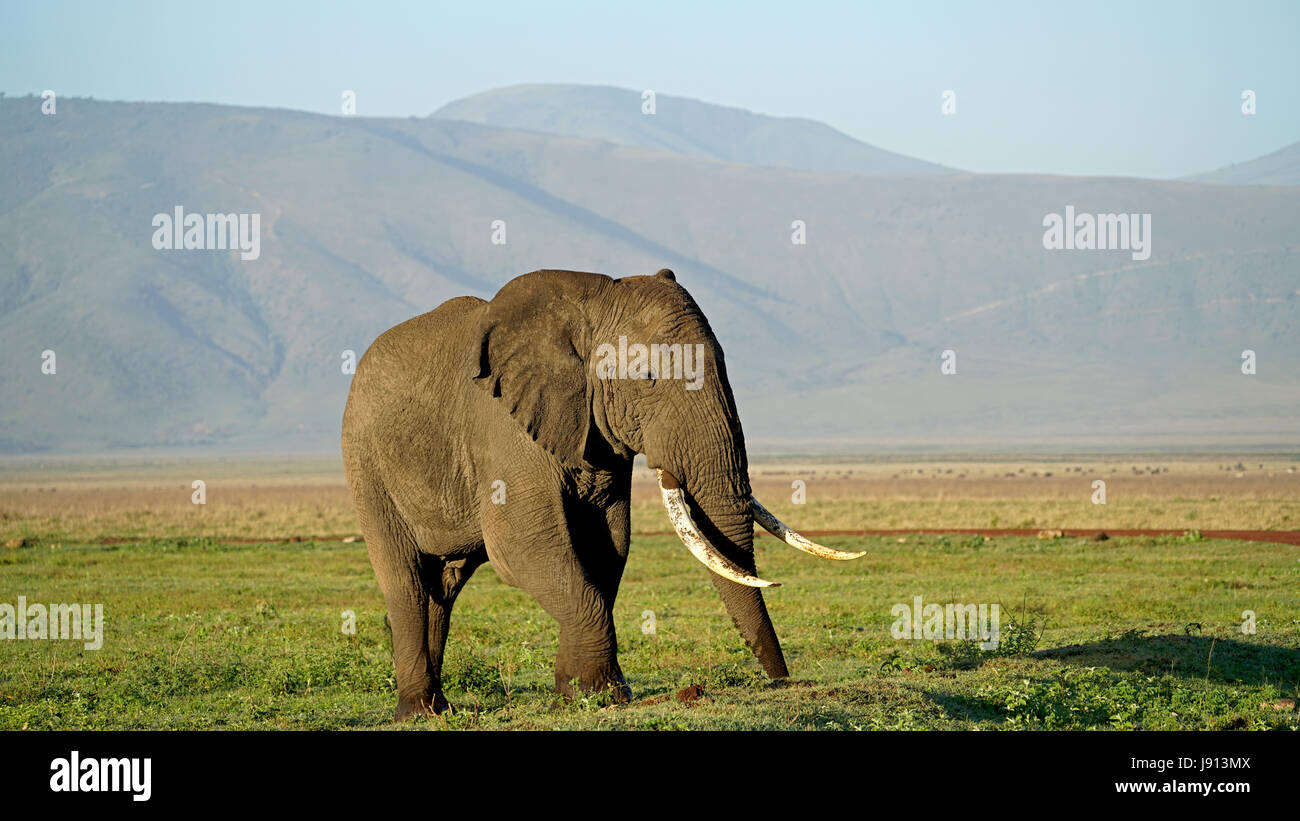 Animals of Ngorongoro Crater, Tanzania Stock Photo - Alamy