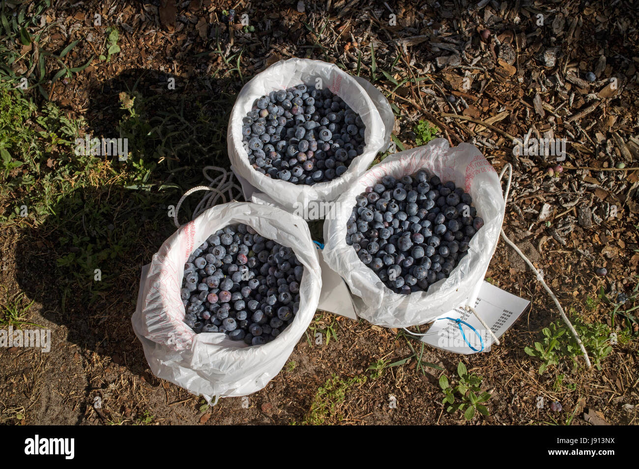 Blueberries in plastic container hi-res stock photography and images ...
