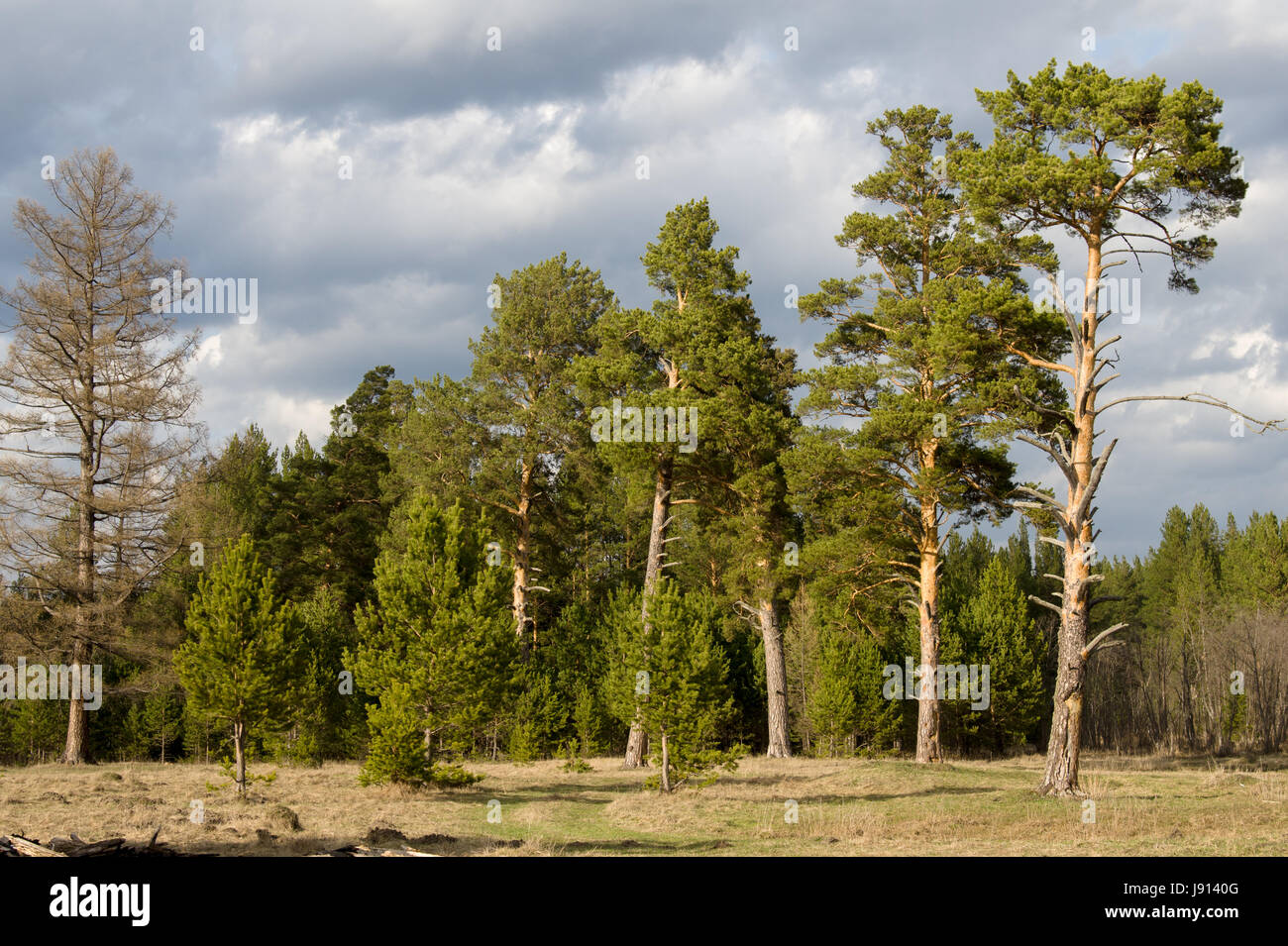 Huge pines are standing in the clearing, illuminated by the setting sun ...