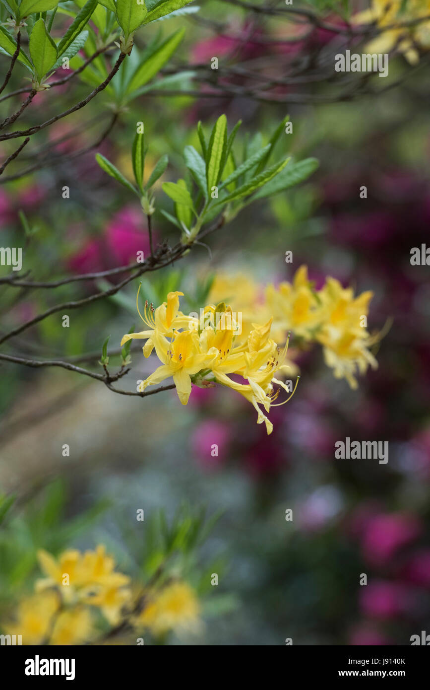 Rhododendron Luteum. Yellow azalea Stock Photo - Alamy