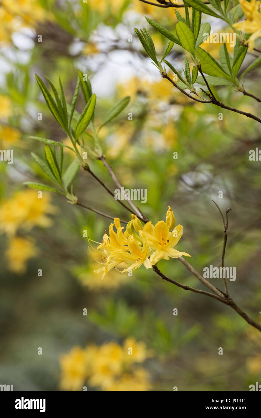 Rhododendron Luteum. Yellow azalea Stock Photo - Alamy